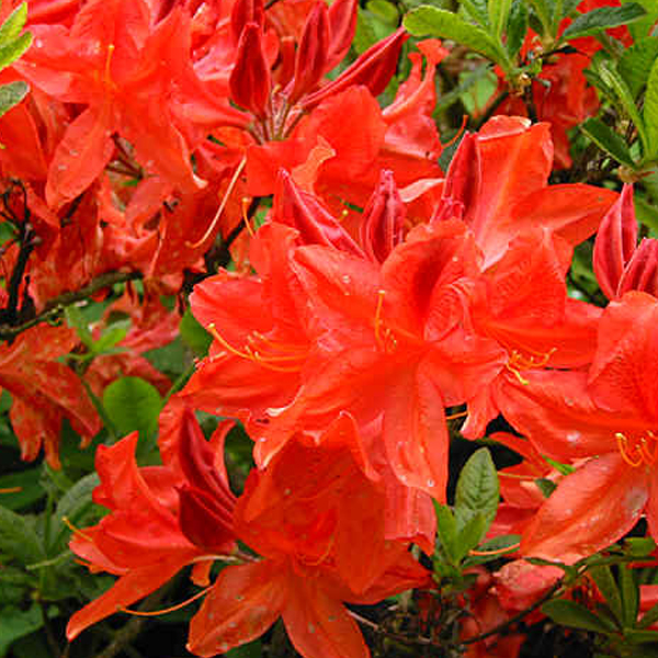 Azalée caduque knaphill rouge - 40-50 cm pot | Greenweez