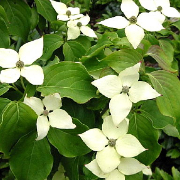 Cornouiller du Japon - 50-60 cm pot | Greenweez