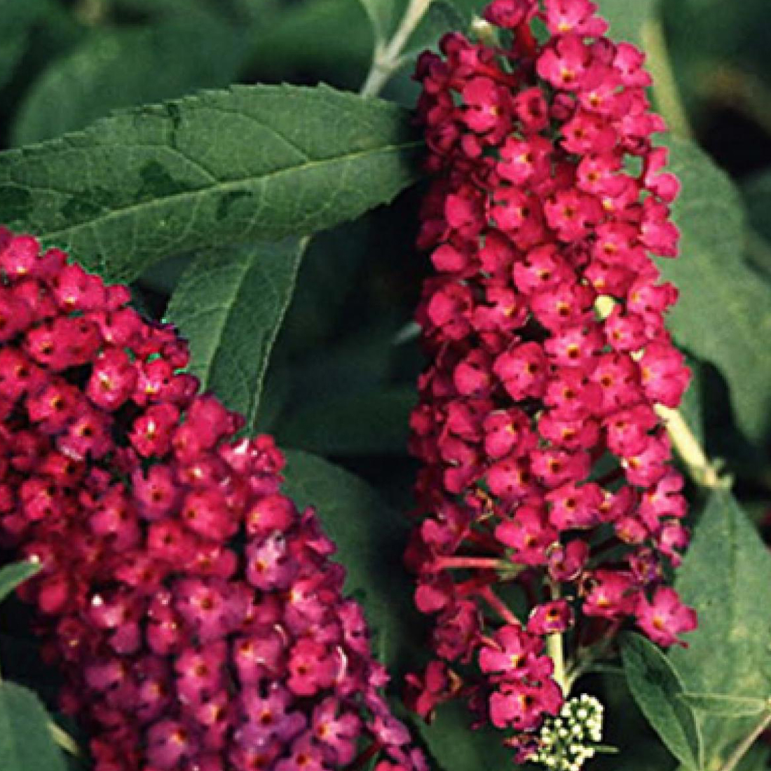 2 x Arbre aux papillons 'Royal Red' - 40-60 cm pot | Greenweez