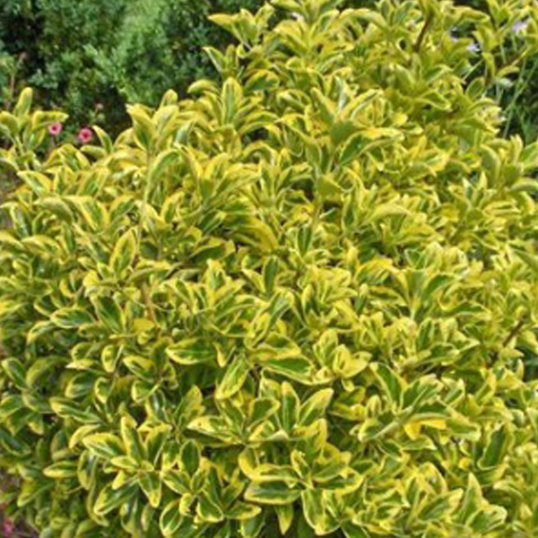 2 x Fusain du Japon 'Aureomarginatus' - 40-50 cm pot | Greenweez
