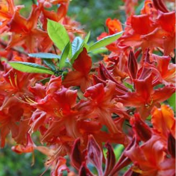 Azalée caduque mollis rouge - 40-50 cm pot | Greenweez