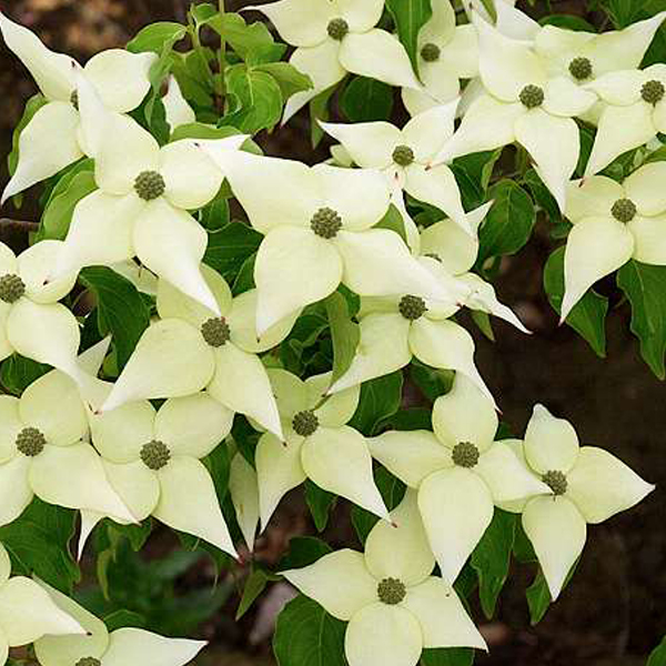 Cornouiller du Japon 'Chinensis' - 50-60 cm pot | Greenweez