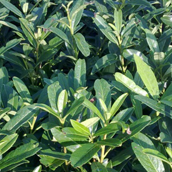 2 x Laurier-cerise 'Caucasica' - 60-80 cm pot | Greenweez