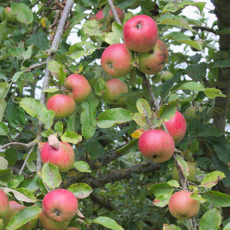 Pommier Grand Alexandre - Pot de 10L - Gobelet 2 ans - 120/150 c ...