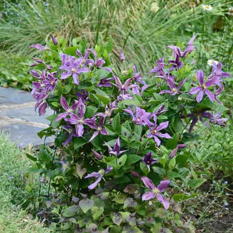 Clématite SAPHYRA® Estrella 'Cleminov27' - Pot de 3L - Echelle b ...