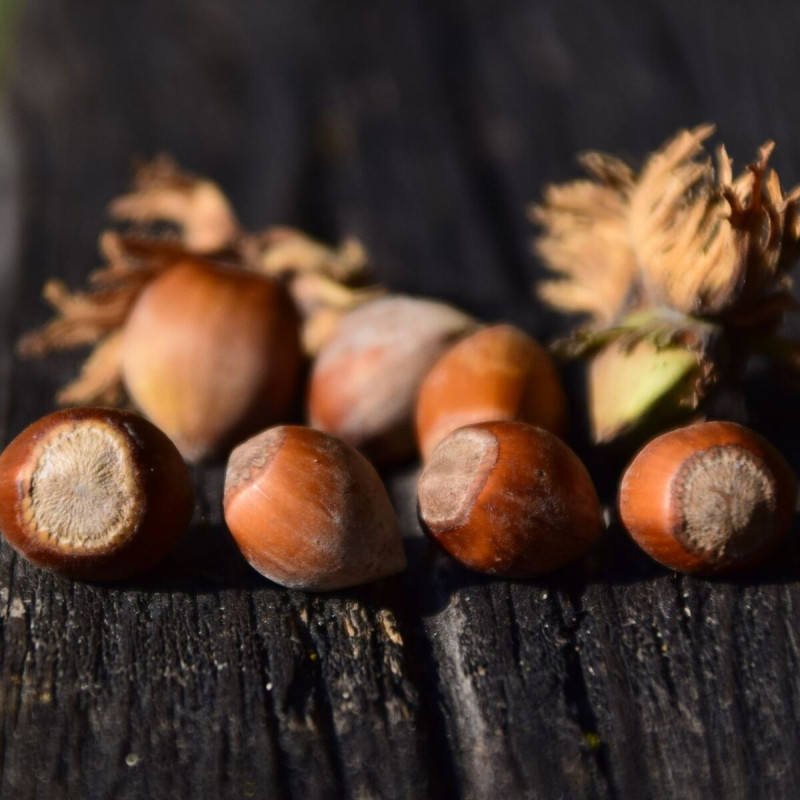 Noisetier Nottingham - Pot de 10L - 60/120 cm | Greenweez