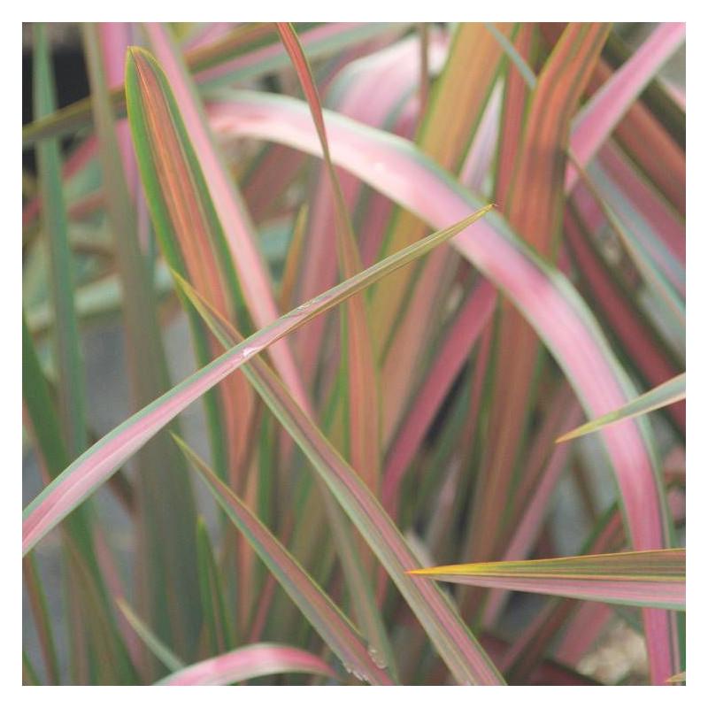 Lin de Nouvelle-Zélande Jester - Pot de 4L - 40/60 cm | Greenweez