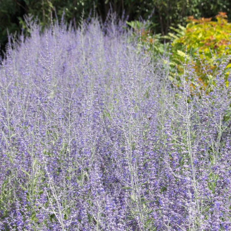 Lavande d'Afghanistan Blue Spire, Sauge Russe, Perovskia - Pot d ...