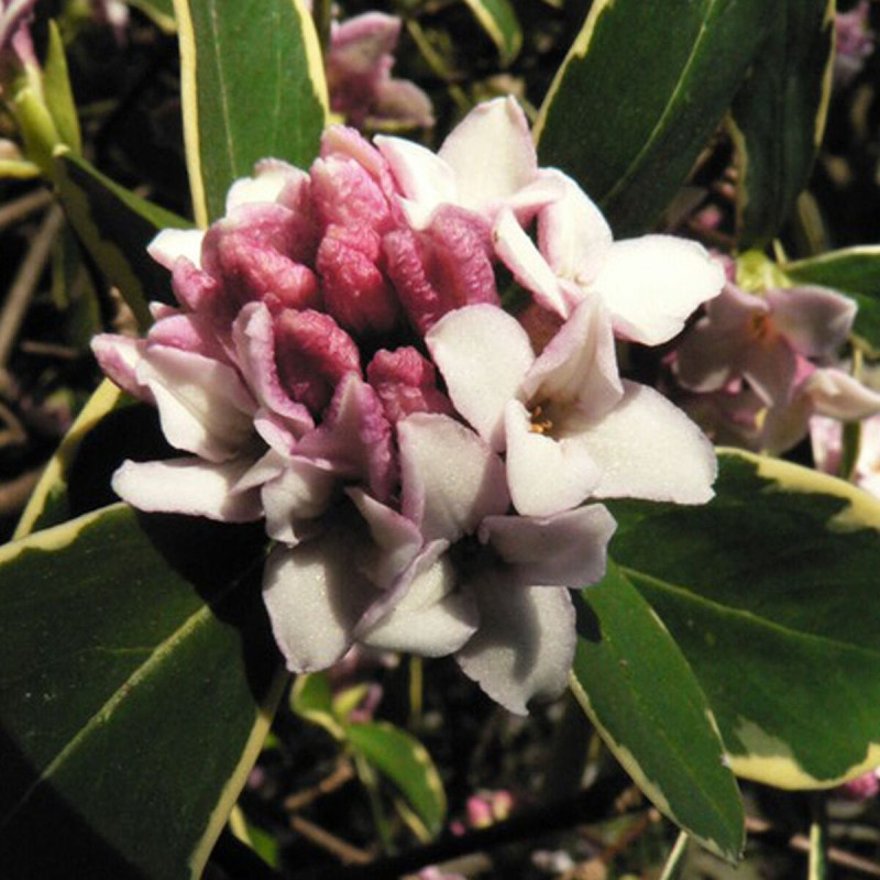 Daphne Aureomarginata, Daphné panaché - Pot de 4L - 40/60 cm | Greenweez