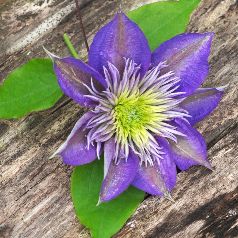 Clématite Crystal Fountain 'Evipo038' - Pot de 3L - Echelle bam | Greenweez