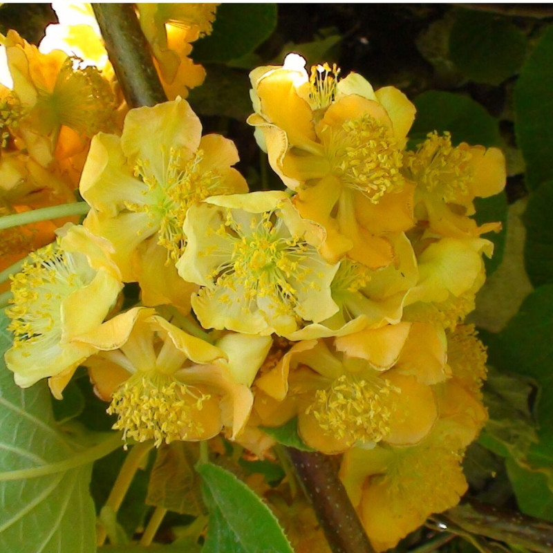 Kiwi chinensis Tomuri (Mâle) - Pot de 3L - Echelle bambou 60/120 ...