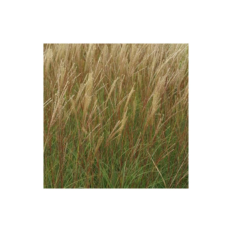 Miscanthus, Roseau de Chine Yaku Jima - Godet - 5/20 cm | Greenweez