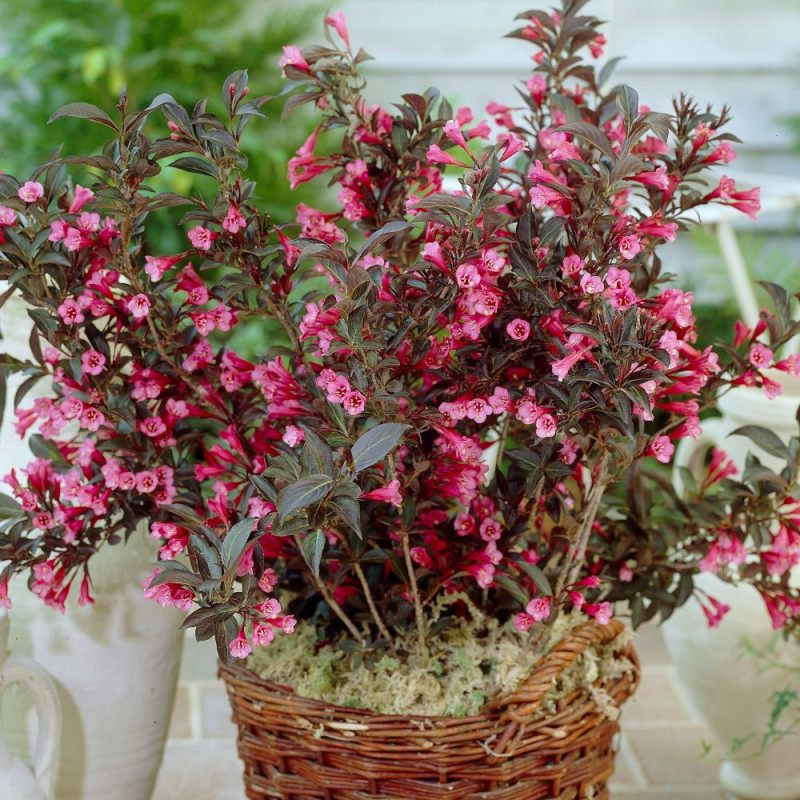 Weigela Alexandra®, Weigelia - Pot de 4L - 40/60 cm | Greenweez