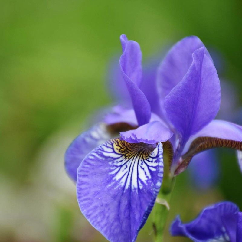 Iris de Sibérie Cool Spring - Godet - 5/20 cm | Greenweez