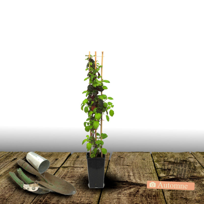 Hortensia grimpant Winter surprise - Pot de 3L - Echelle bambou | Greenweez