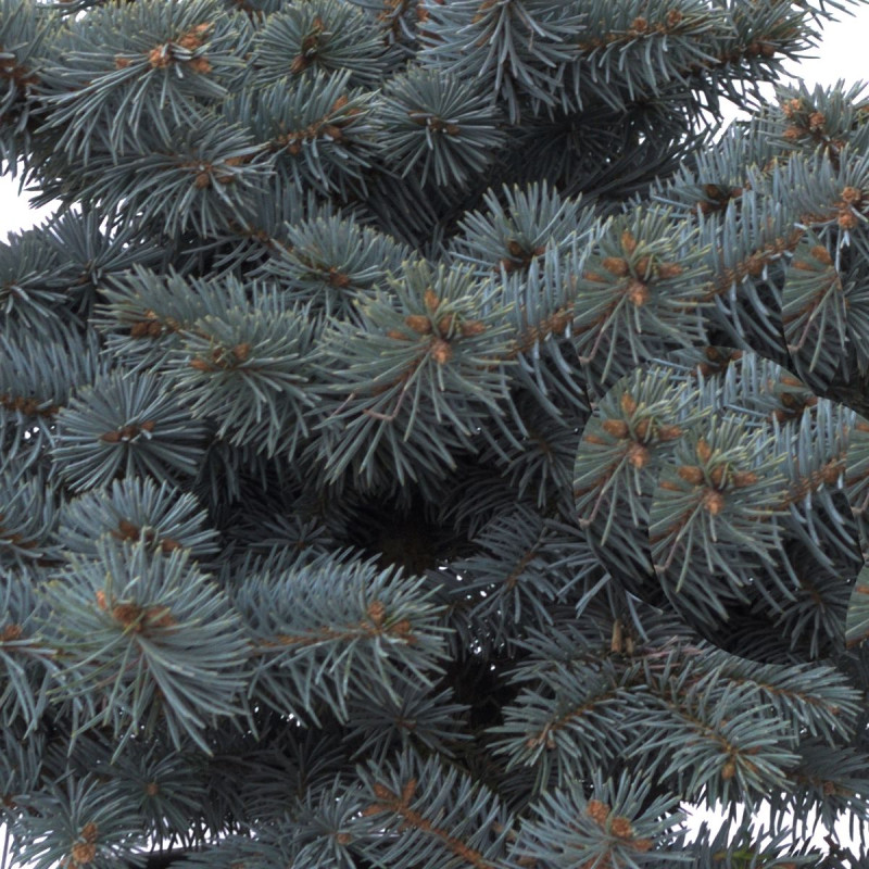 Épicéa bleu Glauca Globosa, Picea pungens - Pot de 5L - 40/60 cm ...