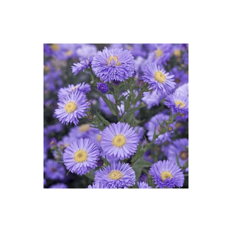 Aster grand d'automne Marie Ballard, Aster Novi-belgii - Godet ...