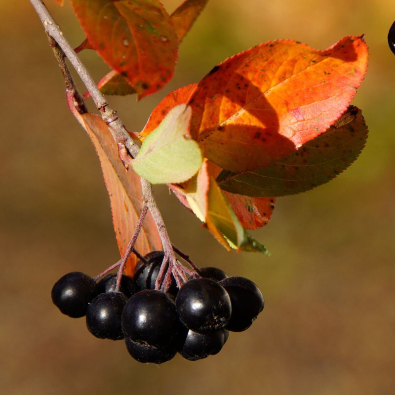 Aronie à feuille de prunier Nero, Aronia - Pot de 3L - 20/40 cm | Greenweez