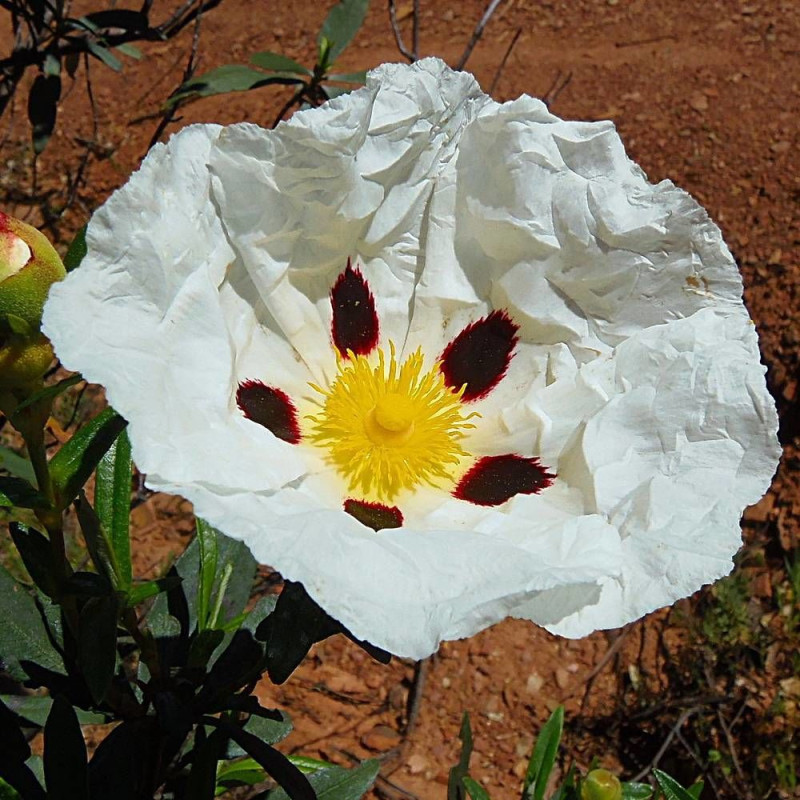 Ciste des Corbière, Cistus - Pot de 7,5L - 60/80 cm | Greenweez