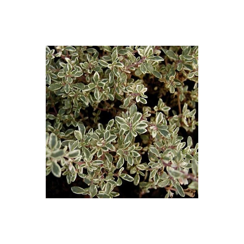 Thym citron panaché - Godet - 5/20 cm | Greenweez