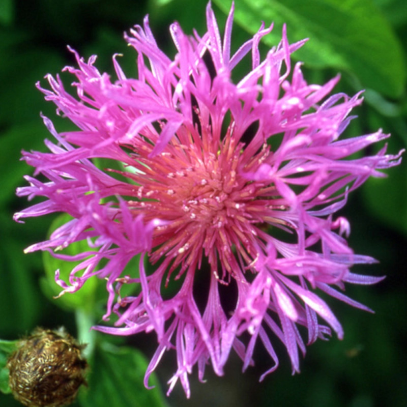 Centaurée John Coutts - Godet - 5/20 cm | Greenweez